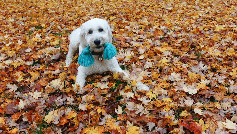 Massachusetts Dog Law 2023: Rabies, Dog Bites, Cruelty, and Dog Chains
