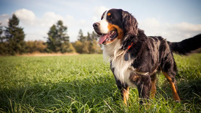 Virginia Dog Law 2023: Rabies, Dog Bites, Dog Cruelty, and Dog Chains