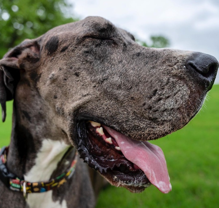 Hail Zeus, the World's Tallest Dog