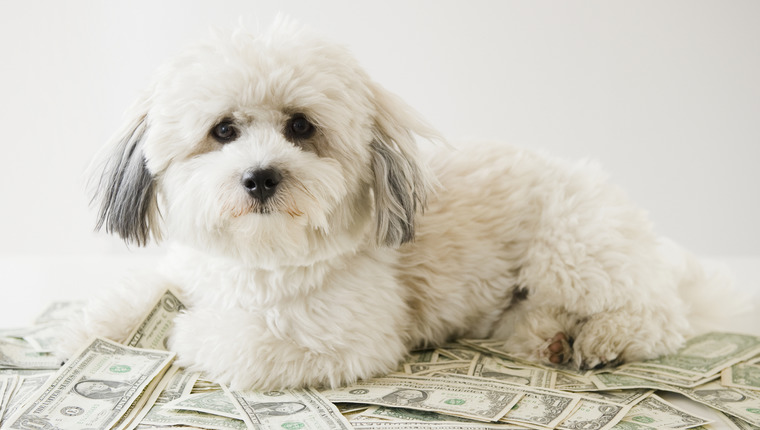 Richest Dogs in the World From Conchita to Jiffpom - DogTime