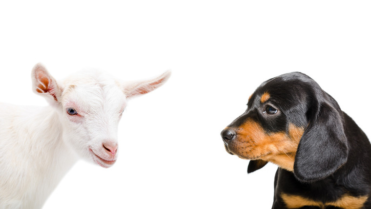 Dog and Goat Become Best Friends at Animal Shelter - DogTime