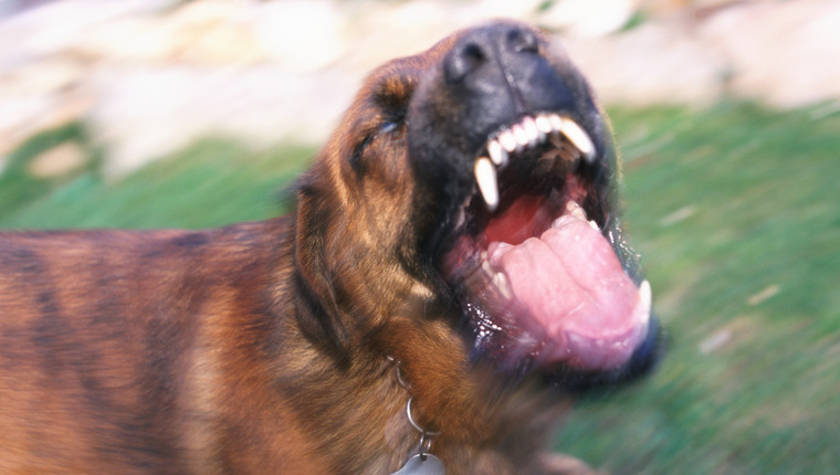 Fatal Texas Dog Attack Occurs After ‘Aggressive Training' - DogTime