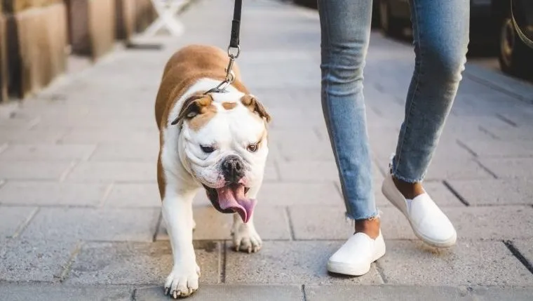 5 Reasons Why You Should Always Leash Your Dog - DogTime