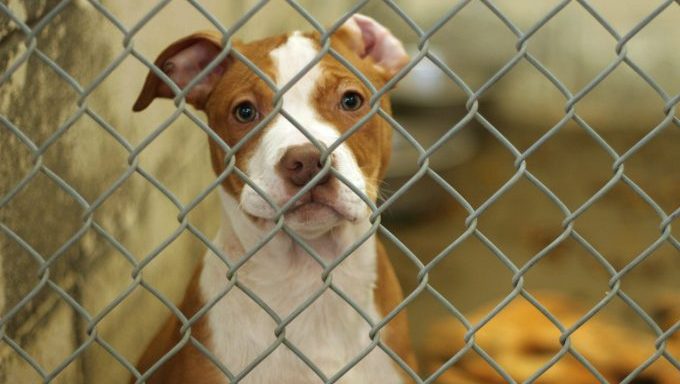 Virginia Dog Goes Viral, Finally Gets Adopted From Shelter