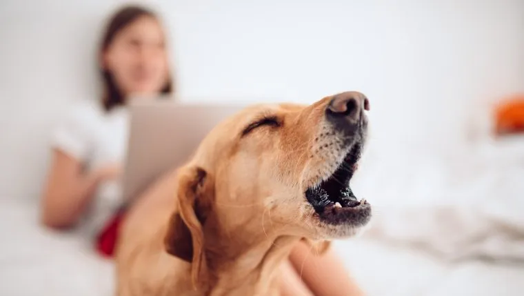 Effective Ways to Deal With a Barky Dog - DogTime