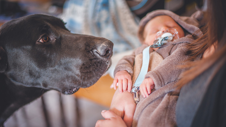 Getting Your Dog Used to a New Baby – Things to Do - DogTime