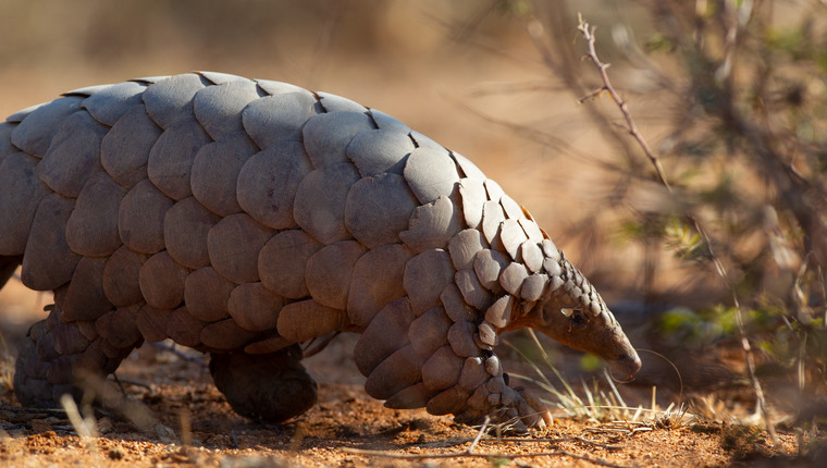 Police Dogs Flying to Thailand To Help Protect Pangolins - DogTime