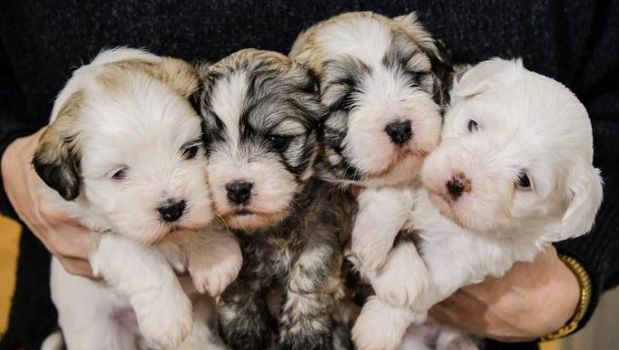 Why Dog Breeding Is Bad (And Why Some People Still Use Dog Breeders)