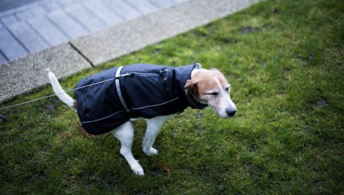 Narrowing of the Anal or Rectal Opening in Dogs: Symptoms, Causes ...