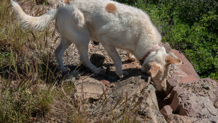 Fossil Discovered by Dog Goes on Display - DogTime