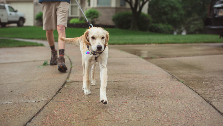 South Dakota Dog Laws 2023: Rabies, Dog Bites, Dog Cruelty, and Dog ...