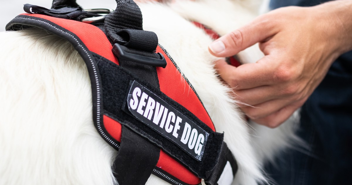 Types of Service Dogs: What They Do and How They Help