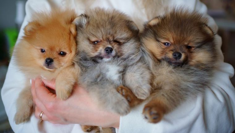 Why Dog Breeding Is Bad (And Why Some People Still Use Dog Breeders)