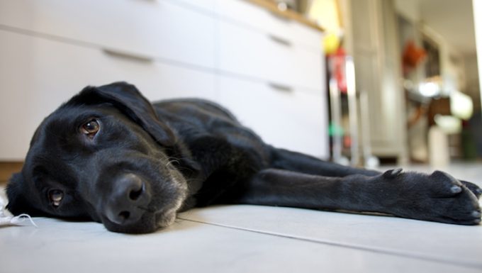 Narcolepsy in Dogs: Symptoms, Causes, & Treatments - DogTime