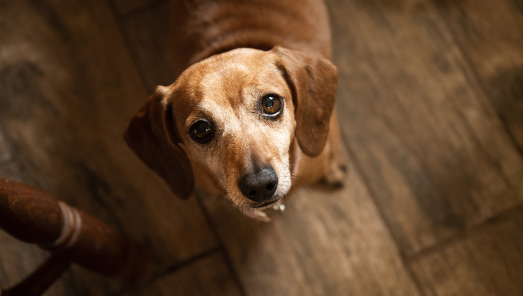 Utah Dog Laws 2023: Rabies, Dog Bites, Dog Cruelty, and Dog Chains ...