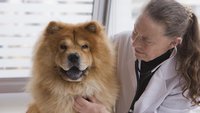 Non-Inflammatory Hereditary Muscle Disease in Dogs: Symptoms, Causes ...