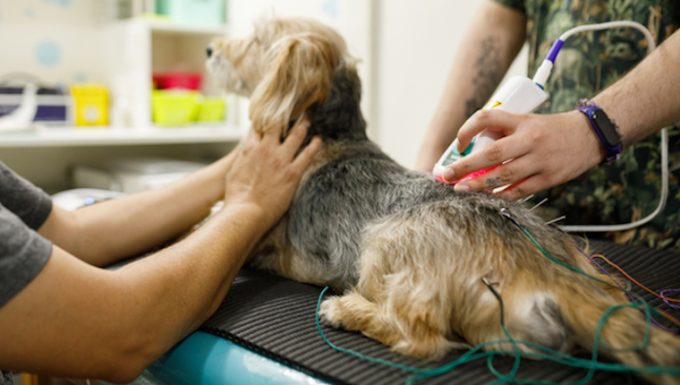 Neck and Back Pain in Dogs: Symptoms, Causes, & Treatments - DogTime