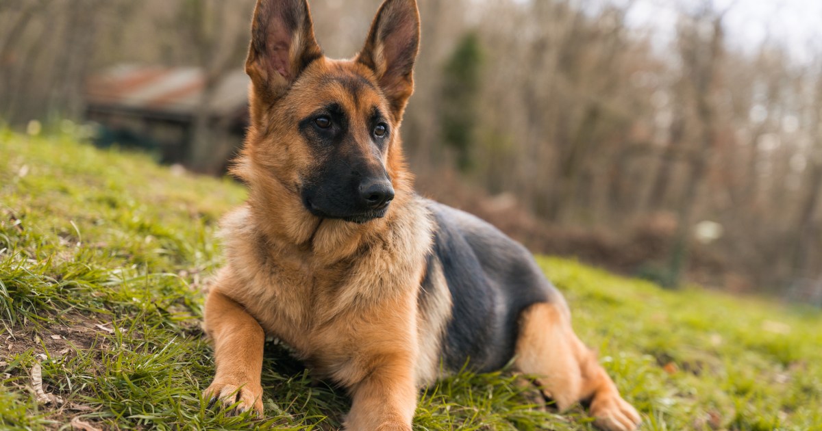 10 Best Dog Breeds According to ChatGPT