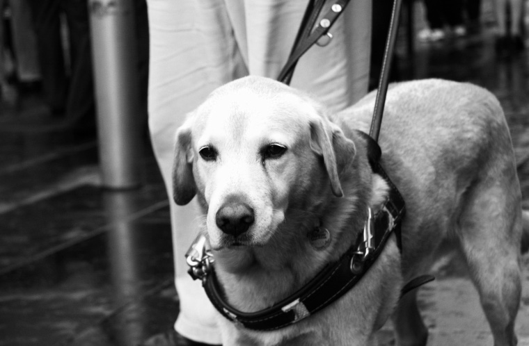 The Senate aide and guide dog that changed American history - DogTime