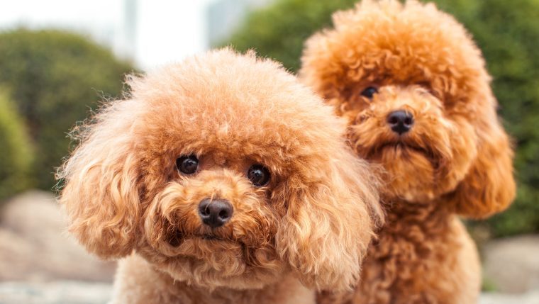 50 Creative Duo Dog Names for Pairs of Pups - DogTime