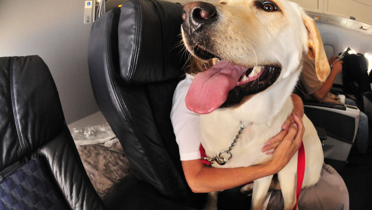 Hero Dogs Treated To First-Class Flight - DogTime