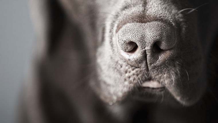 Nasal Dermatoses in Dogs: Symptoms, Causes, & Treatments - DogTime
