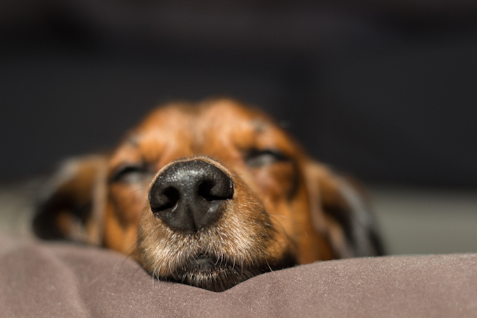 Nasal Dermatoses in Dogs: Symptoms, Causes, & Treatments - DogTime