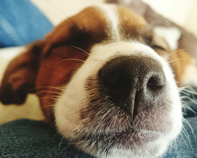 Nose and Sinus Inflammation in Dogs: Symptoms, Causes, & Treatments ...