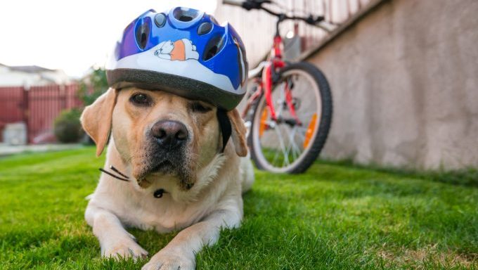 The Most Amazing Dog Videos of the Week 3-20-23 - DogTime