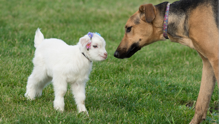 Dog and Goat Become Best Friends at Animal Shelter - DogTime