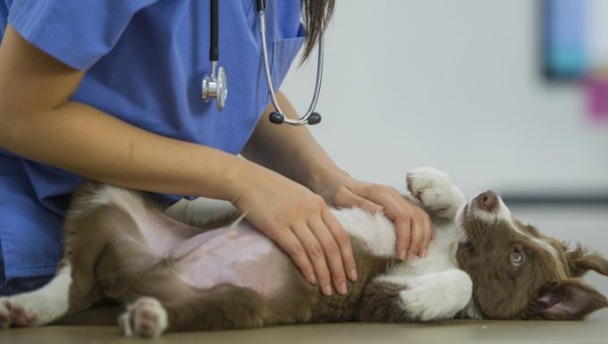 Myeloproliferative Disorders in Dogs: Symptoms, Causes, & Treatments ...