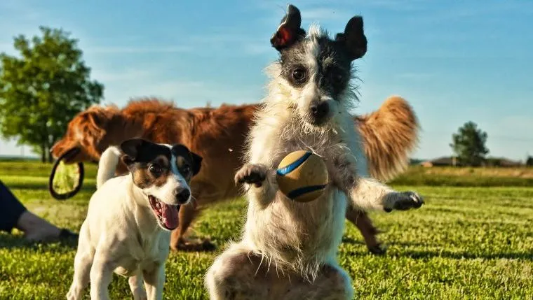 The Most Amazing Dog Videos of the Week 3-13-23 - DogTime