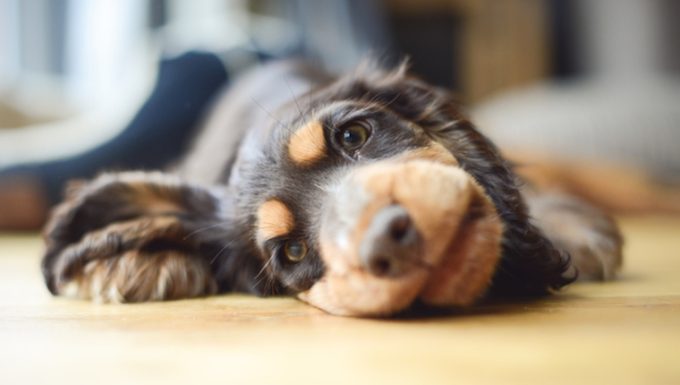 Nose and Sinus Inflammation in Dogs: Symptoms, Causes, & Treatments ...