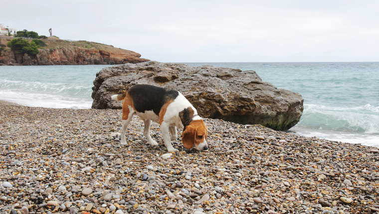 Fossil Discovered by Dog Goes on Display - DogTime