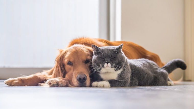 10 Cat-friendly Dog Breeds for Multi-pet Households