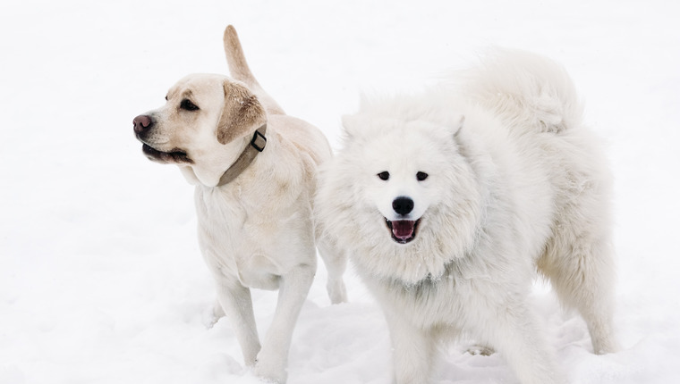 The Most Dog-friendly Dog Breeds Out There - DogTime