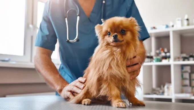 Phosphofructokinase Deficiency in Dogs: Symptoms, Causes, & Treatments ...