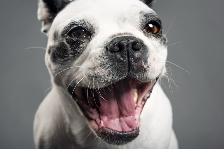 Paralysis of the Jaw in Dogs: Symptoms, Causes, & Treatments - DogTime
