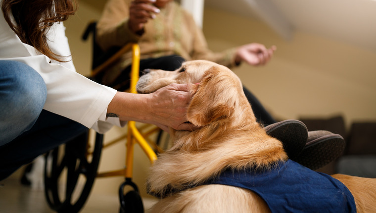 Dog Who Survived Beating Becomes Therapy Pet - DogTime