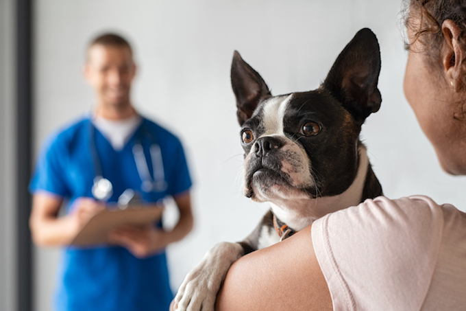 Benign Prostatic Hyperplasia in Dogs: Symptoms, Causes, & Treatments ...