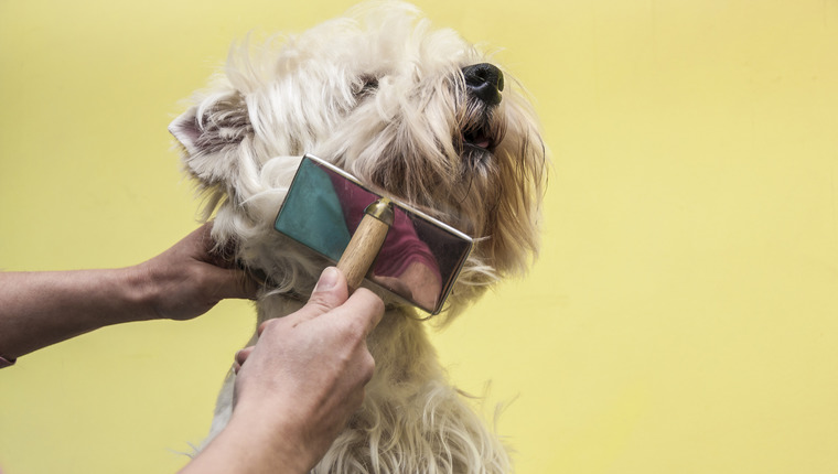 Petco Announces New Clean Grooming Initiative - DogTime