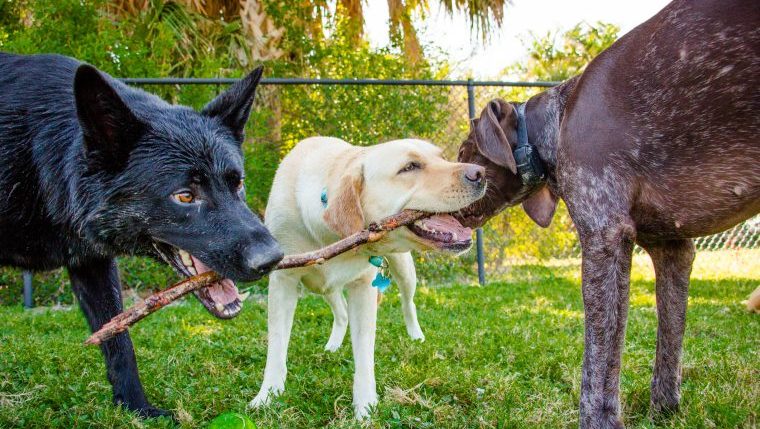 Top 10 Dog Park Safety Tips for Dog Owners - DogTime