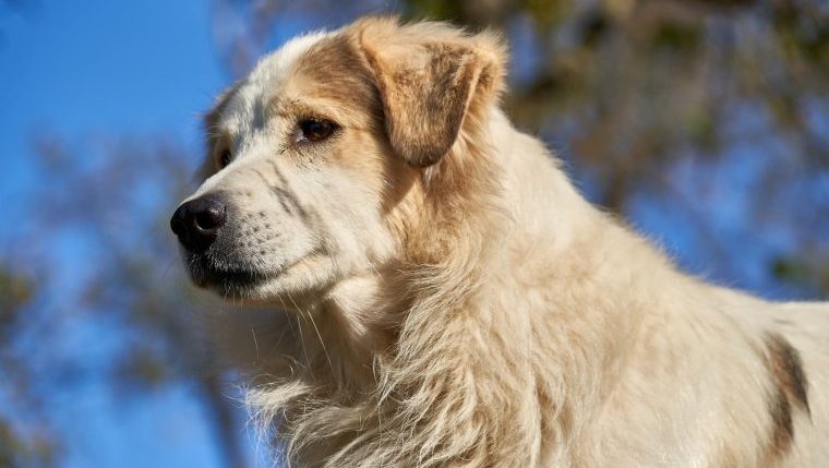 The Best Dog Names Inspired by the Bible - DogTime