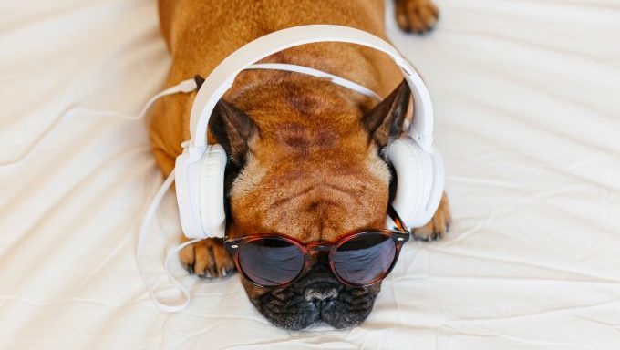 The Best Dog Names Inspired by Music - DogTime