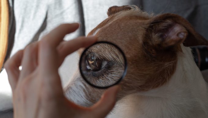 Progressive Retinal Atrophy in Dogs: Symptoms, Causes, & Treatments ...