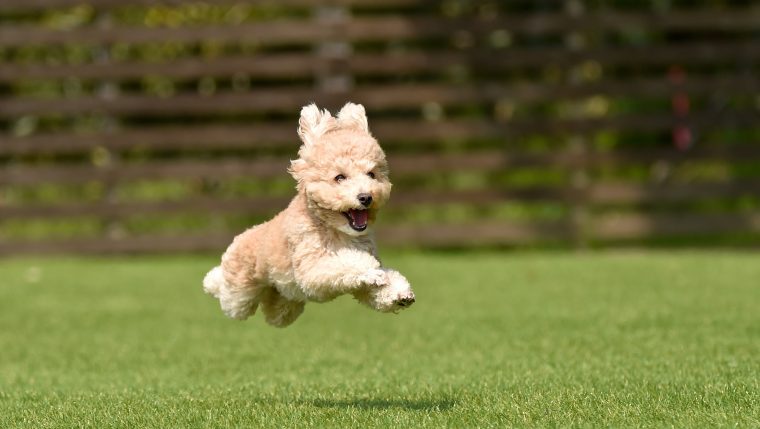 5 Ways Dog Behavior Changes in Spring - DogTime
