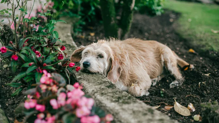 How To Make Your Yard Dog-friendly in Simple Steps - DogTime
