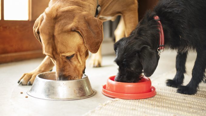 How Microchip Pet Feeders Solve Mealtime Chaos - DogTime