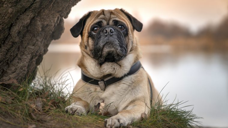 What Are Retro Pugs and How Are They Different From Regular Pugs?