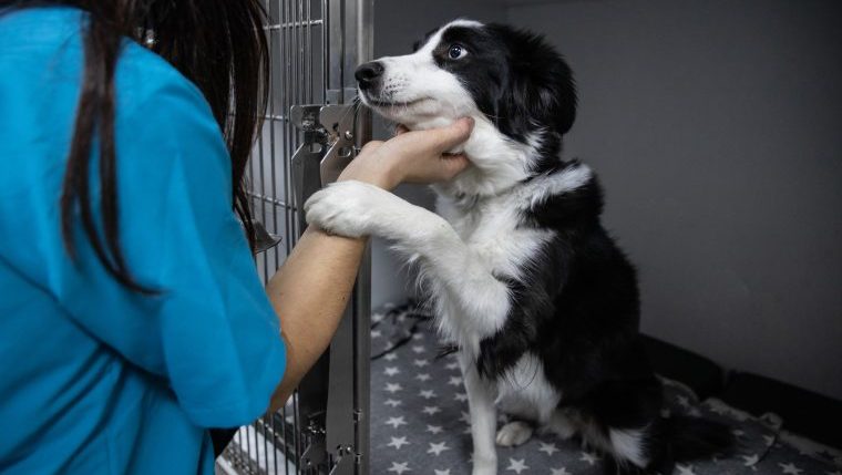 How To Best Surrender Your Dog: Considerations and Alternatives